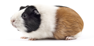 Vetafarm | Designed by Vets. Perfect for Pets.